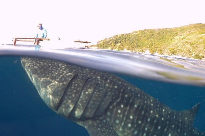 Oslob Whale Shark & Tumalog Waterfalls & Sumilon Sandbar - Who Should Consider This Tour?