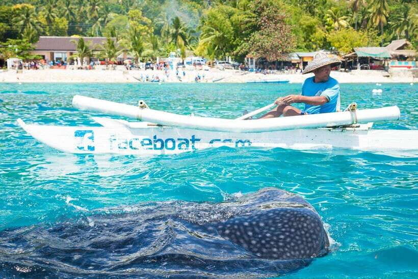 Oslob Whale Shark & Tumalog Waterfalls & Sumilon Sandbar - Key Points