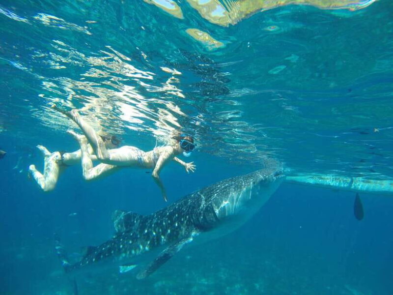 Oslob Whale Shark & Tumalog Waterfalls & Sumilon Sandbar - Who Will Love This Tour?
