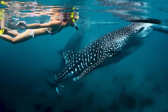 Oslob Whale Shark Watching - The Details That Matter