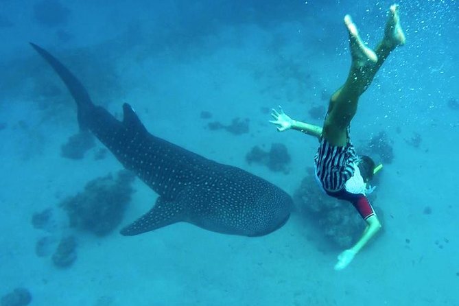 Oslob Whale Shark Watching - Why This Tour Works Well for Travelers