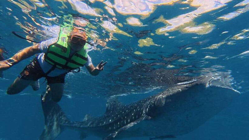 Oslob: Whale Shark Watching Private tour - Key Points