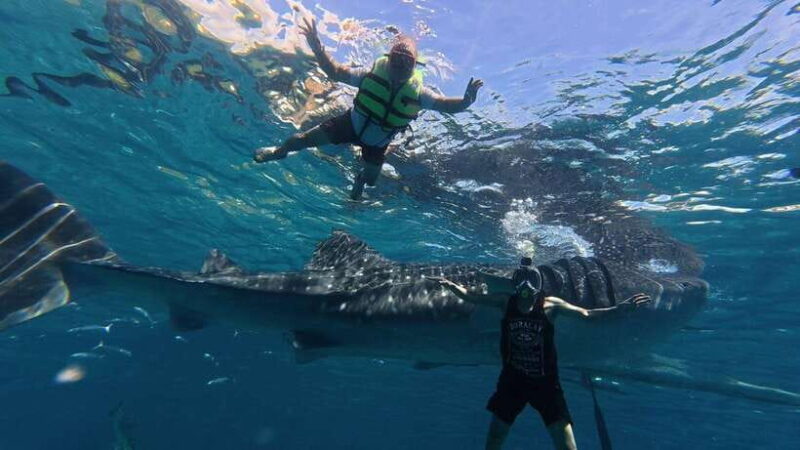 Oslob: Whale Shark Watching Private tour - Who Will Love This Tour?