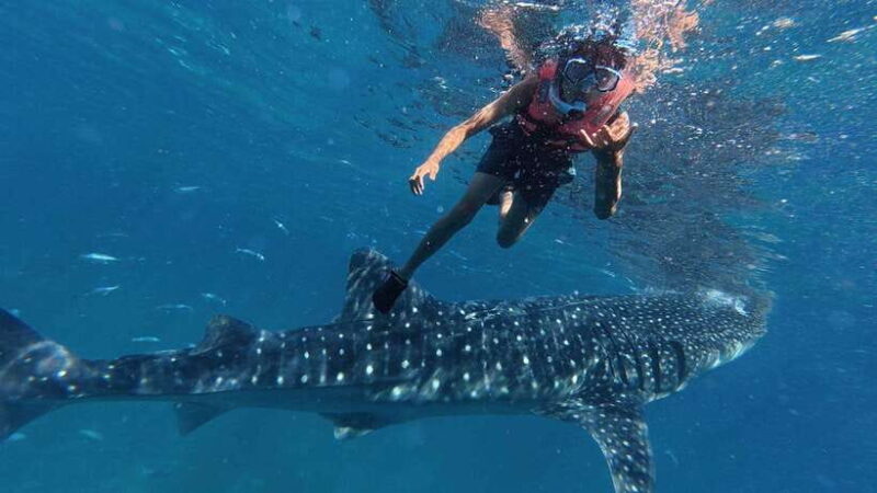 Oslob: Whale Shark Watching Private tour - A Thorough Breakdown of the Itinerary