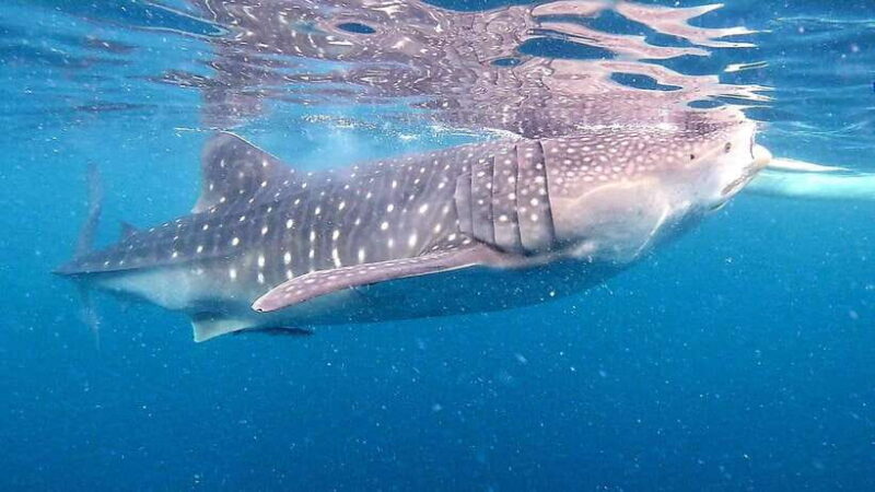 Oslob: Whale Sharks, Inambakan Falls & Moalboal Sardines - Transportation and Comfort