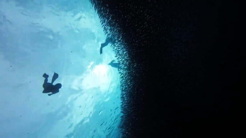 Oslob: Whale Sharks, Inambakan Falls & Moalboal Sardines - The Value of the Experience