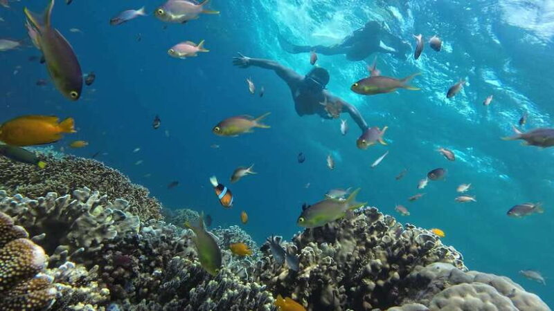 Oslob: Whale Sharks, Inambakan Falls & Moalboal Sardines - FAQ