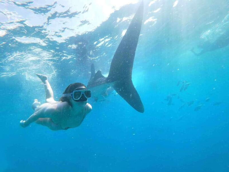 Oslob: Whale Sharks, Tumalog Falls & Sumilon Trio Adventure - FAQ