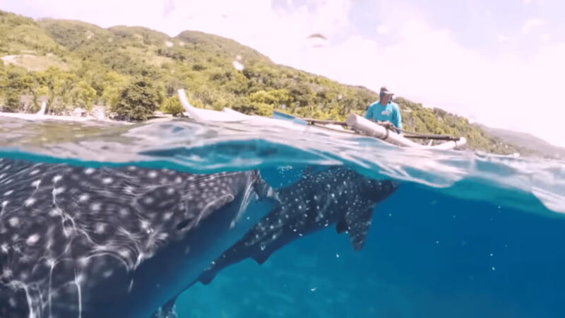 Oslob: Whale Sharks, Tumalog Falls & Sumilon Trio Adventure - FAQ