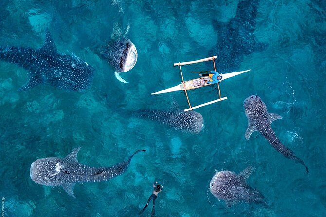 Oslob Whaleshark & Kawasan Falls Tour - The Itinerary in Detail