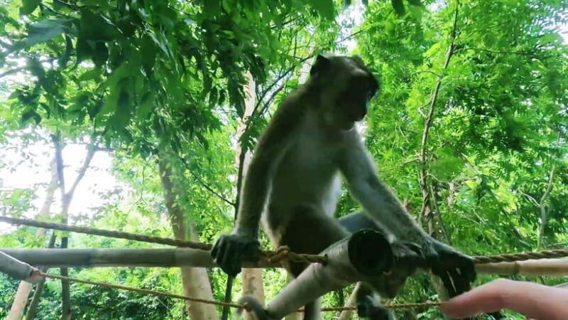 Oslob: Whaleshark Watching, Sumilon Island & Monkey Viewing - Monkey Watching: Jungle Fun and Wildlife