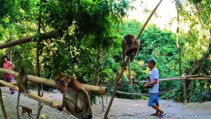 Oslob: Whaleshark Watching, Sumilon Island & Monkey Viewing - Who Will Love This Tour?