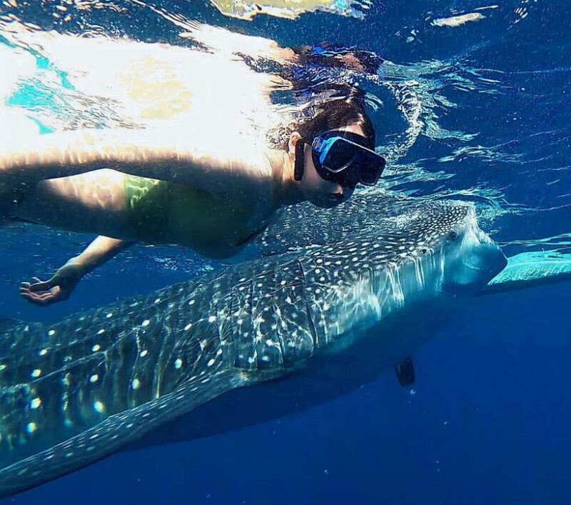 Oslob: Whaleshark Watching, Tumalog Falls & Sumilon Island - Key Points