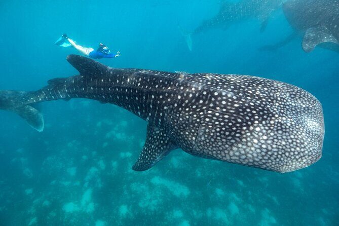 Oslob Whaleshark with Sumilon Island - Detailed Review of the Oslob Whaleshark with Sumilon Island Tour