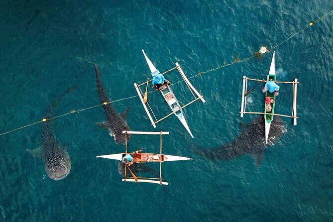 Oslob Whaleshark with Sumilon Island - Analyzing the Value