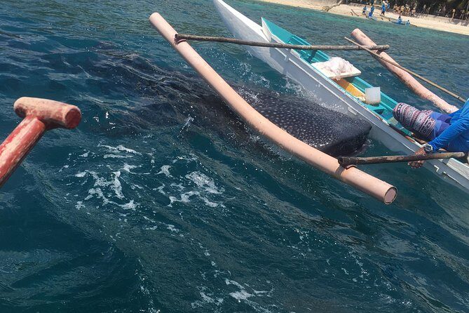Oslob Whalesharks & Aguinid Falls w/ Sumilon Sandbar (3in1) - The Itinerary: An In-Depth Review