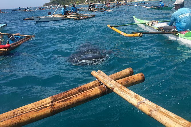 Oslob Whalesharks & Aguinid Falls w/ Sumilon Sandbar (3in1) - Authentic Insights from Recent Reviewers