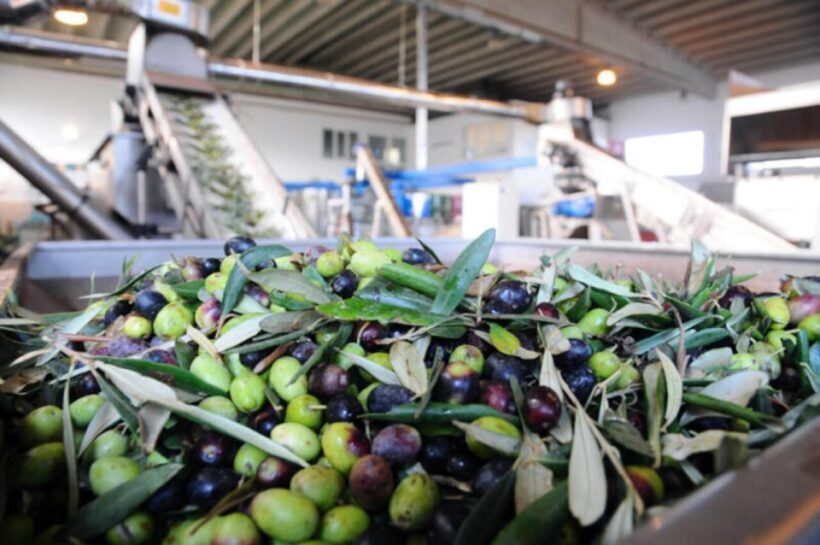 Ostuni e-bike tour. The olive trees and a local oil mill - Practical Details & Tips