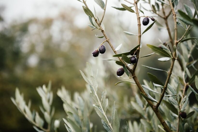 Ostuni: Olive Oil Tasting Tour - Key Points