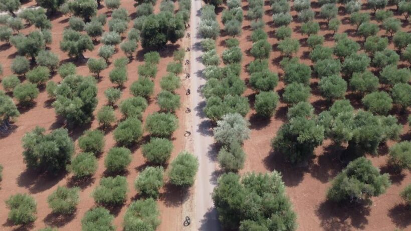 Ostuni: Olive Oil Tasting Tour - A Closer Look at the Experience
