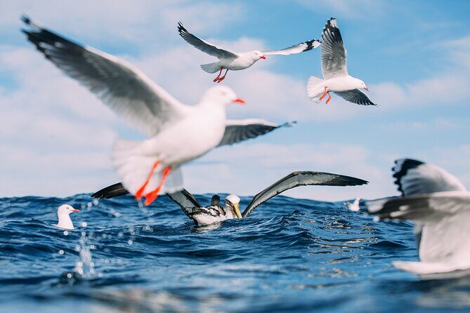 Otago Harbour Wildlife Cruise (Dunedin Shore Excursion) - Who Should Consider This Tour?