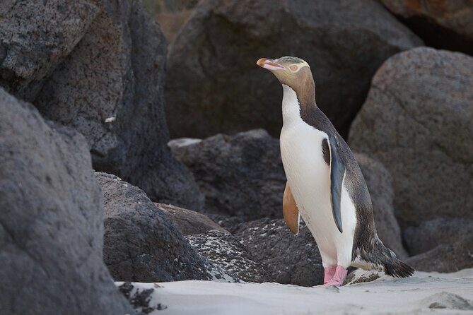 Otago Peninsula In-Depth Tour & Blue Penguins Pukekura Experience - FAQ (Frequently Asked Questions)