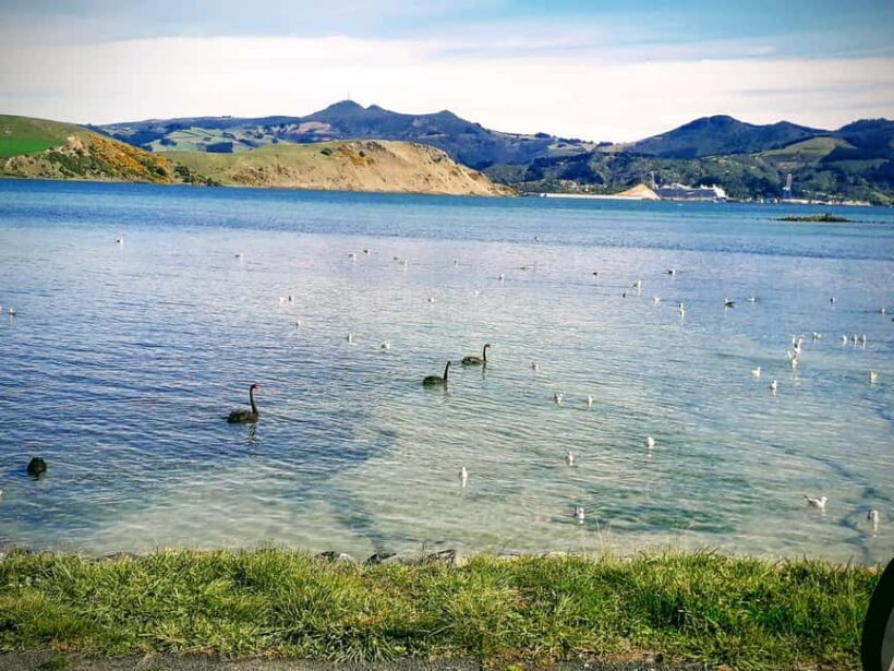 Otago Peninsula Scenery & Little Blue Penguin tour - Wildlife and Bird Watching
