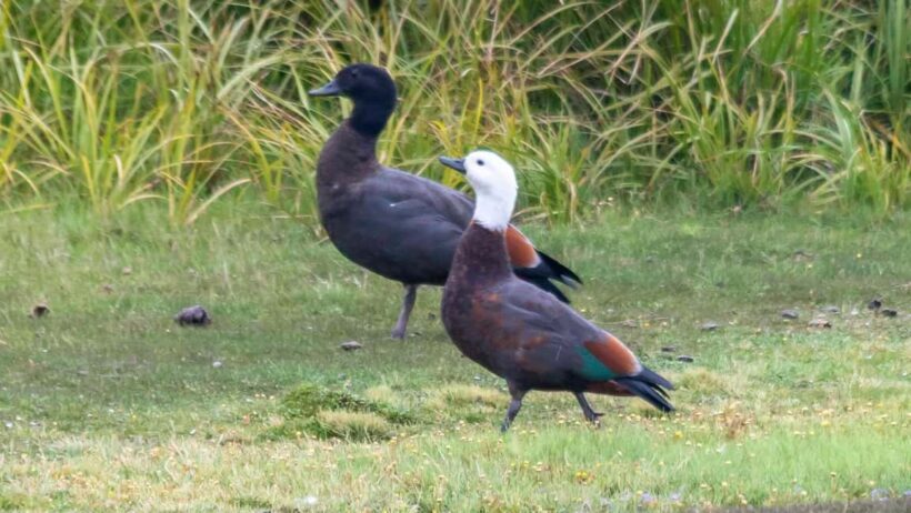 Otago Peninsula Scenery & Little Blue Penguin tour - Additional Perks and Practicalities