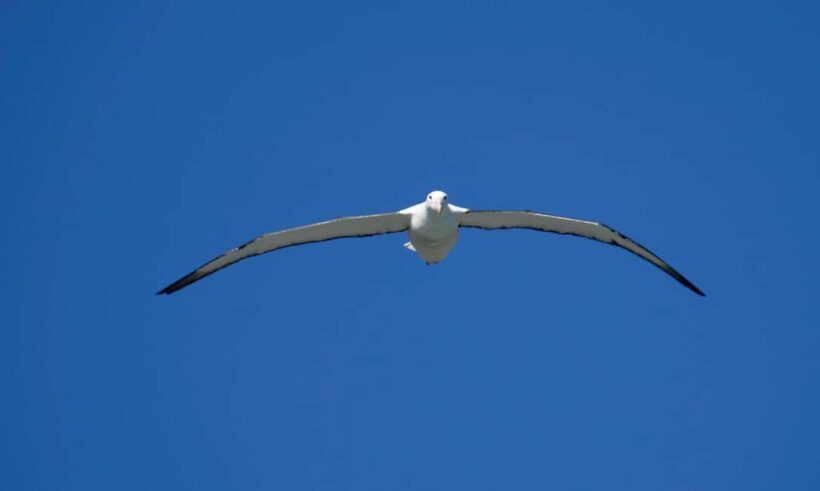 Otago Peninsula Scenery & Little Blue Penguin tour - The Sum Up