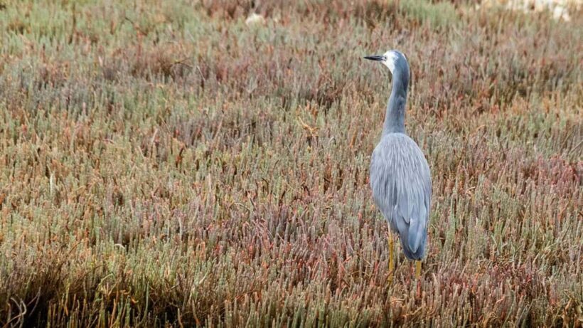 Otago Peninsula Scenery & Little Blue Penguin tour - FAQ