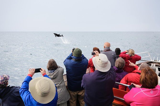 Otago Peninsula Wildlife Cruise with Monarch - An In-Depth Look at the Otago Peninsula Wildlife Cruise