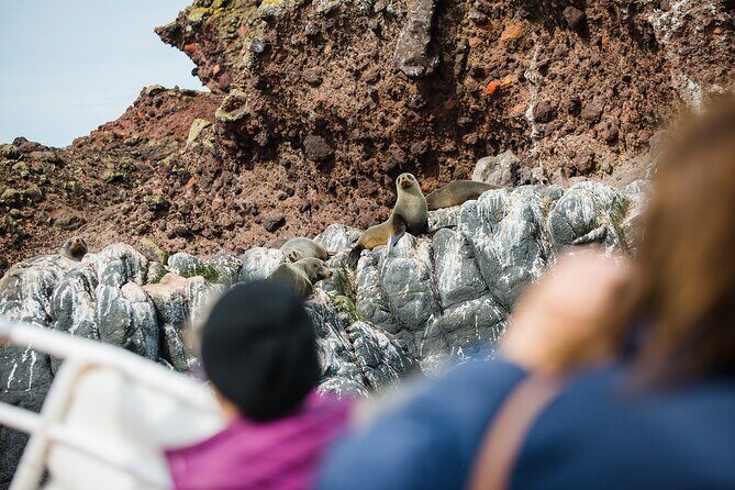 Otago Peninsula Wildlife Tour & Cruise - Frequently Asked Questions