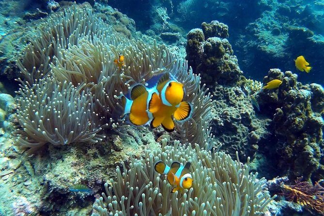 Other side of heaven Eco friendly snorkeling adventure - FAQs