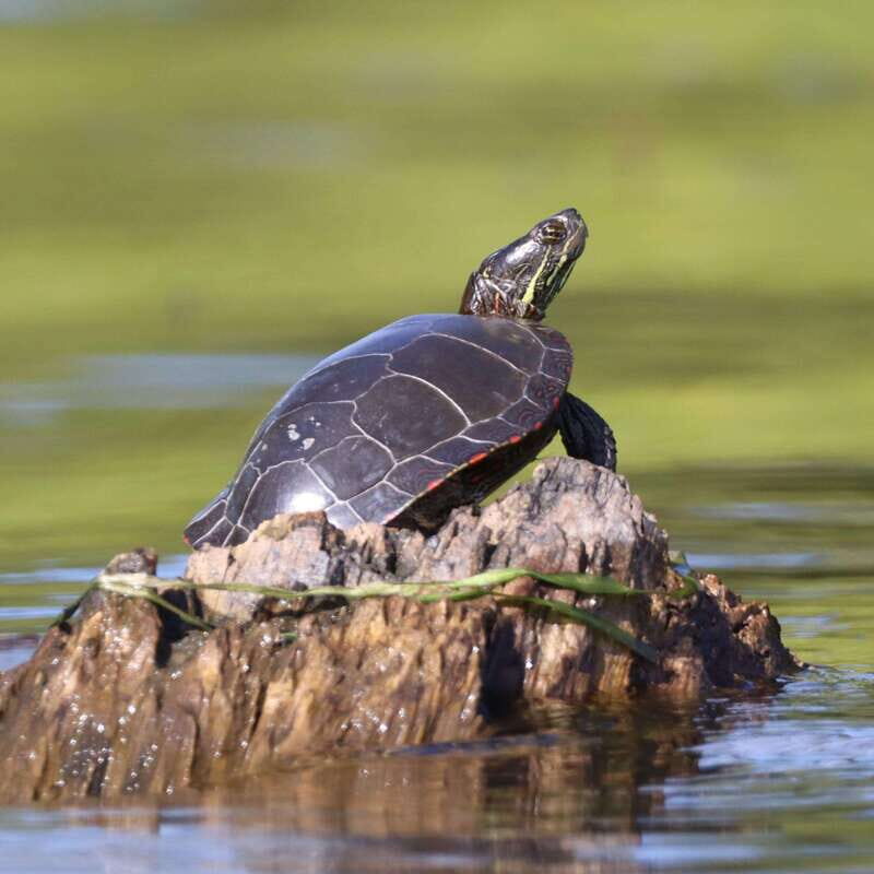 Ottawa: Ecological Reserve Kayak Tour with Turtle Sightings - Is It Worth the Price?