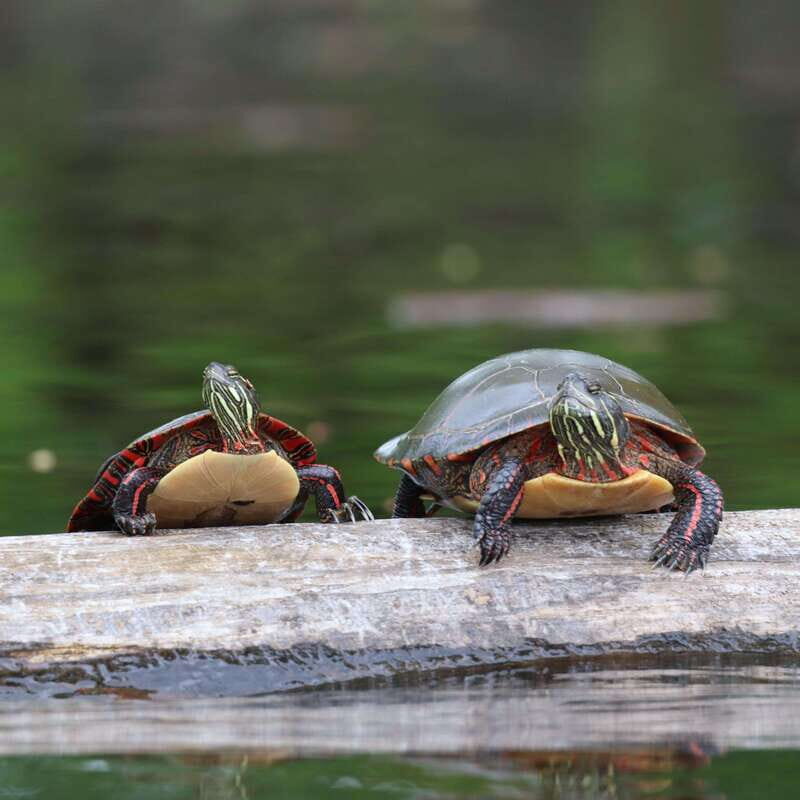 Ottawa: Ecological Reserve Kayak Tour with Turtle Sightings - Final Thoughts