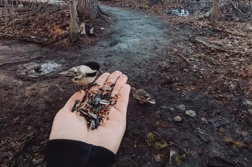 Ottawa: Guided Nature Walk & Wildlife Tour with Hotel Pickup - Key Points