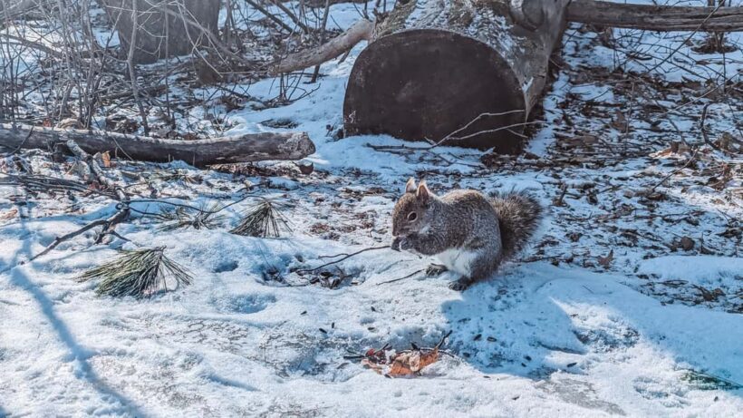 Ottawa: Guided Nature Walk & Wildlife Tour with Hotel Pickup - Exploring Ottawas Natural Beauty with a Guided Walk