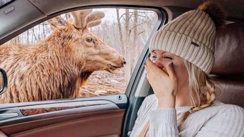 Ottawa: Private Wildlife Adventure Safari in Parc Omega - An In-Depth Look at the Parc Omega Safari Experience