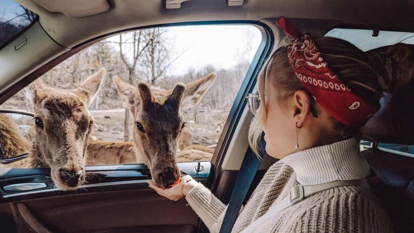 Ottawa: Private Wildlife Adventure Safari in Parc Omega - Practical Considerations