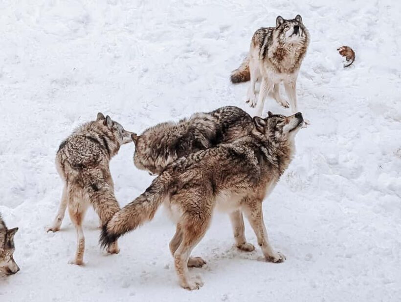 Ottawa: Private Wildlife Adventure Safari in Parc Omega - Who Will Love This Tour?