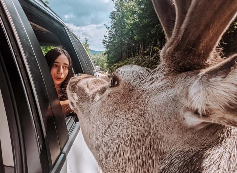 Ottawa: Private Wildlife Adventure Safari in Parc Omega - Final Thoughts