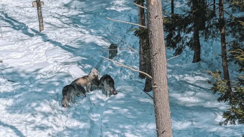 Ottawa: Private Wildlife Adventure Safari in Parc Omega - FAQ