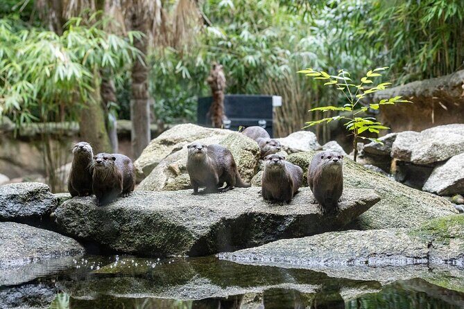 Otter Experience at Melbourne Zoo - excl. entry - Who should consider this experience?