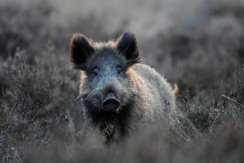 Otterlo: De Hoge Veluwe National Park Entry Ticket - Museums and Cultural Highlights