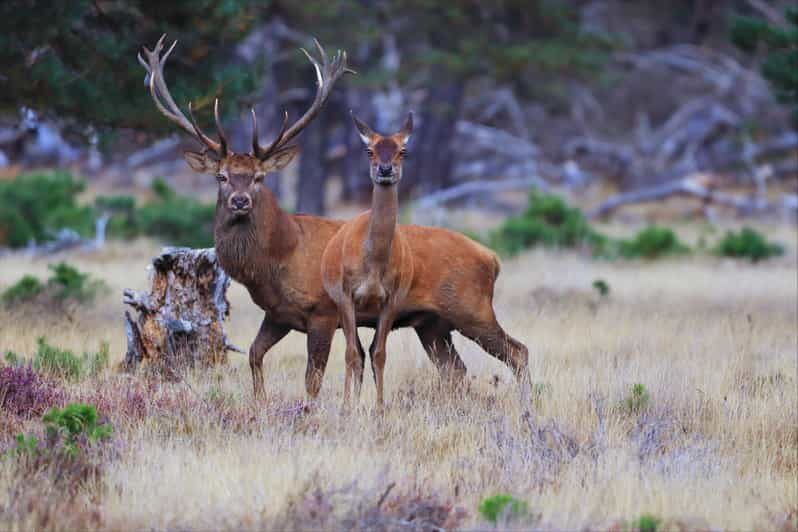 Otterlo: De Hoge Veluwe National Park Entry Ticket - The Sum Up