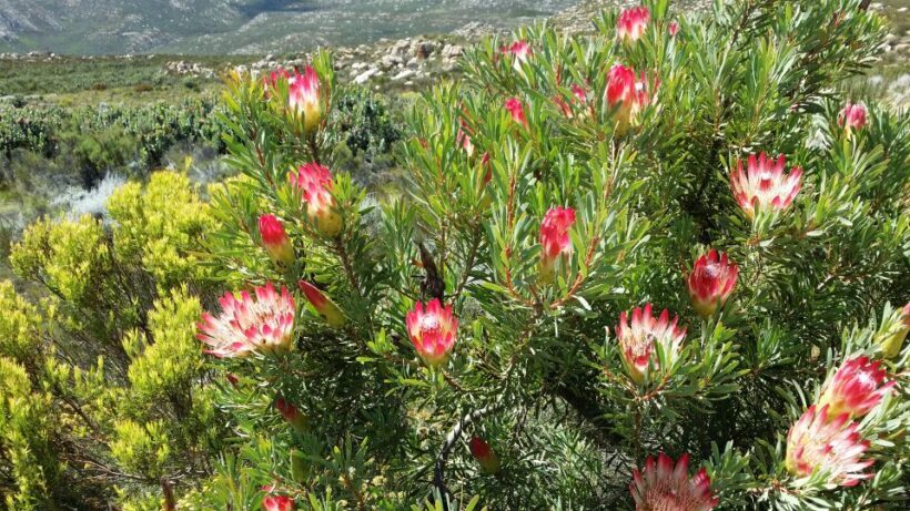 Oudtshoorn: Half-Day Swartberg Pass Private Guided Tour - The Sum Up