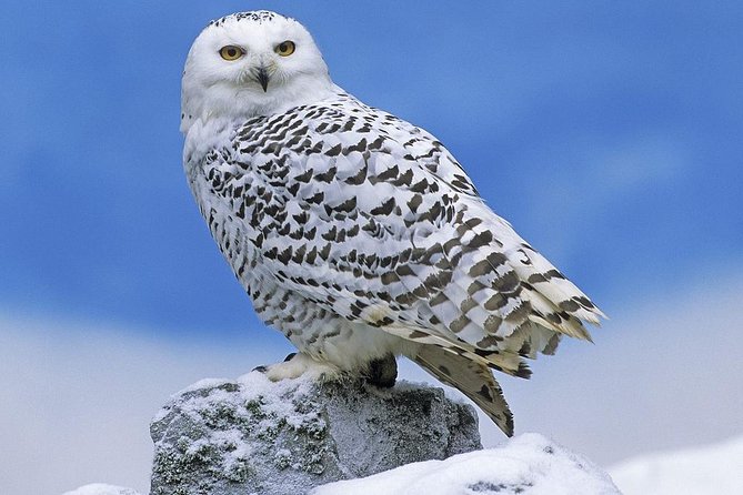 Ounasvaara and Ranua Zoo - Who Will Love This Tour?