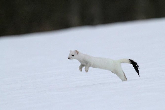 Ounasvaara and Ranua Zoo - Final Thoughts: Is This Tour Worth It?