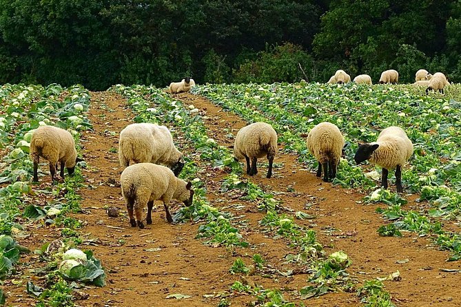 Our Famous North Cotswold Tour - Accessibility Features and Considerations