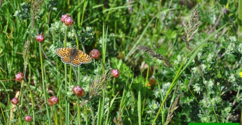 OUR FANTASTIC NATIONAL PARK! - Activity Description